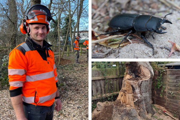 Arborists relocate bulky beetles to woodland refuge
